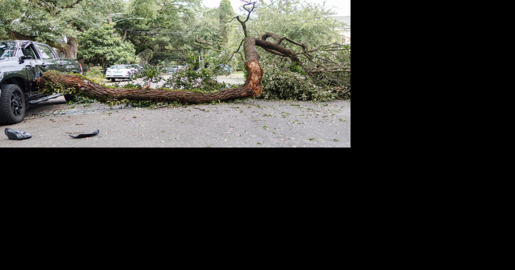 Fallen tree limb damages vehicles on Washington Avenue | Photos | nola.com