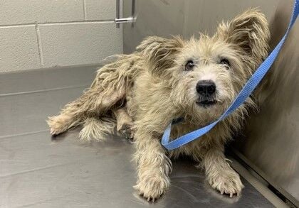 Scrim the dog was first rescued in Houma, Louisiana | Entertainment ...