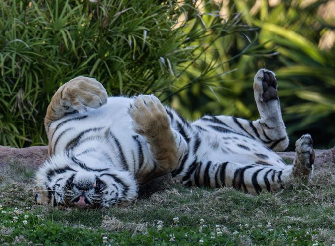 What it takes to care for LSU’s live tiger mascot Mike VII | Education ...