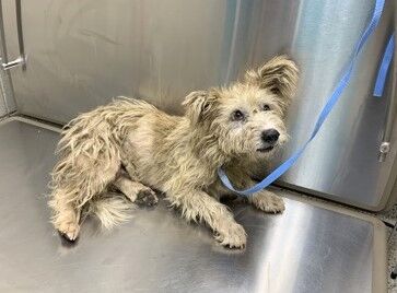 Scrim the dog was first rescued in Houma, Louisiana | Entertainment ...