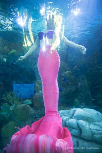 An invasive species of fish returns to New Orleans, the Weeki Wachee ...