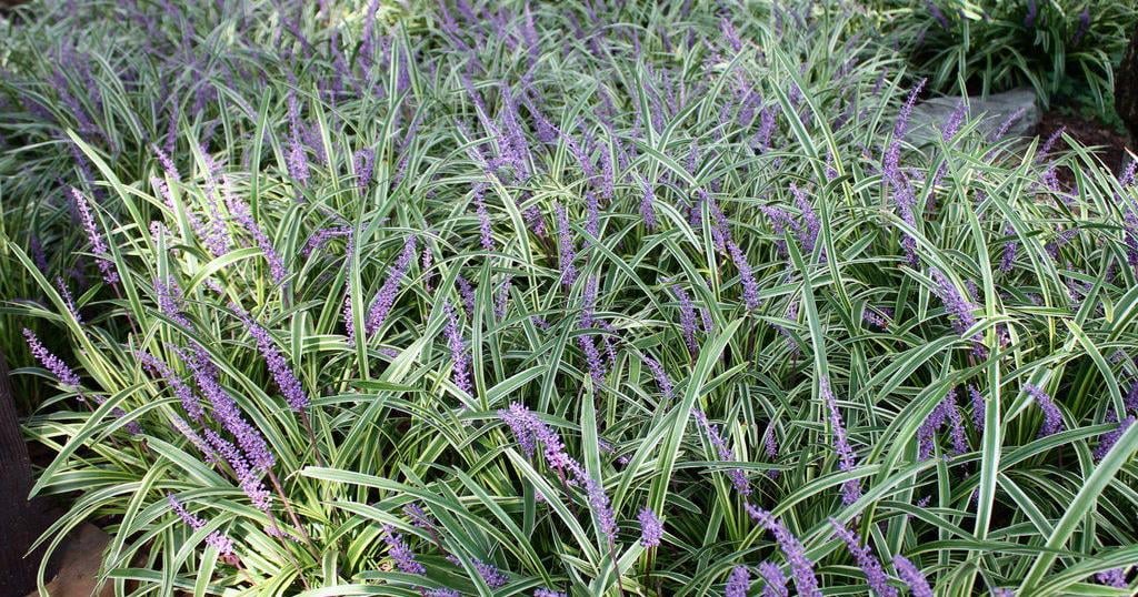 How to care for liriope plants | Home/Garden | nola.com