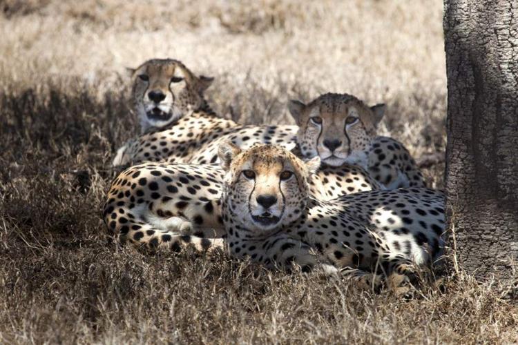 ‘Kenya 3D’ at IMAX is a spectacular look at animals in nature | Movies ...