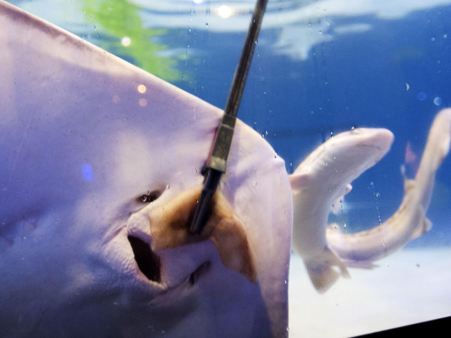 audubon aquarium sharks