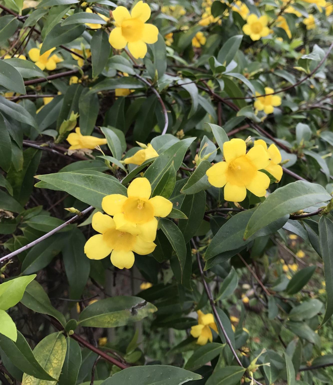 Toxic in high doses? Bright yellow jessamine has its dark side | Home ...