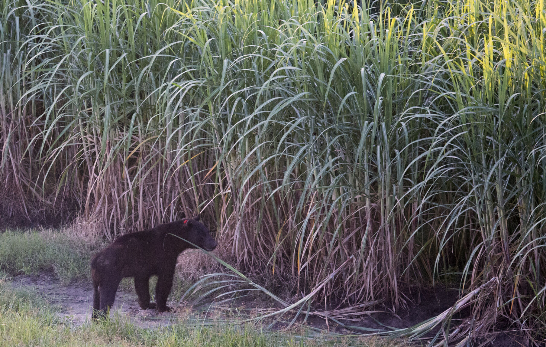 Why Louisiana bear sightings increase in summer months | Environment ...