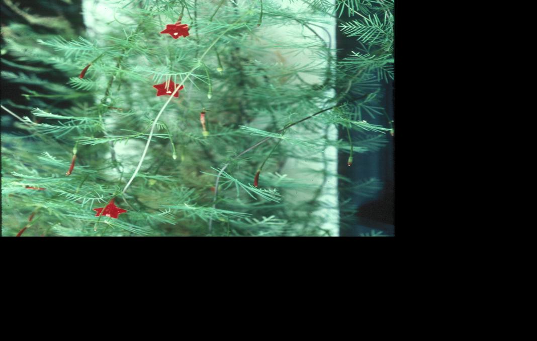 Lovely cypress vine has a dark side: It can take over a yard. Dan Gill ...