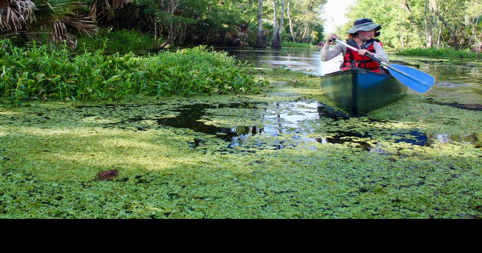 Listen to the amazing sounds of the Manchac Swamp, for serenity and ...