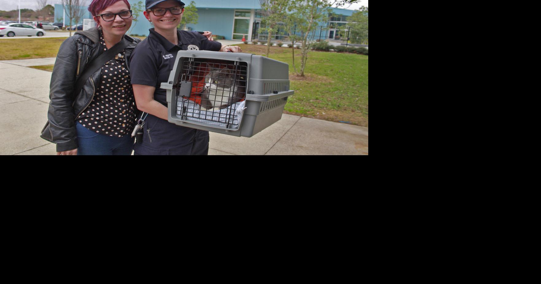 Philly Cat’s story highlights what the SPCA can do for you if your pet ...