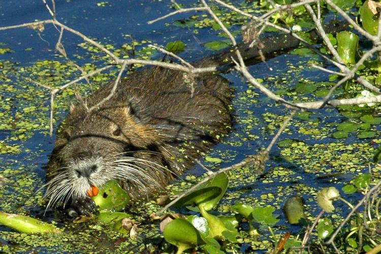 As nutria invade the West Coast, Californians wonder 'should we eat ...