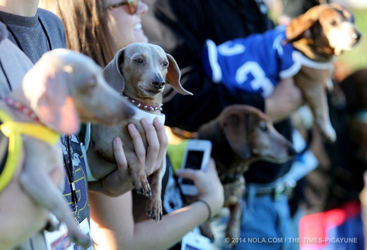 Weiner dogs race for glory, snacks at Fair Grounds: photo gallery ...