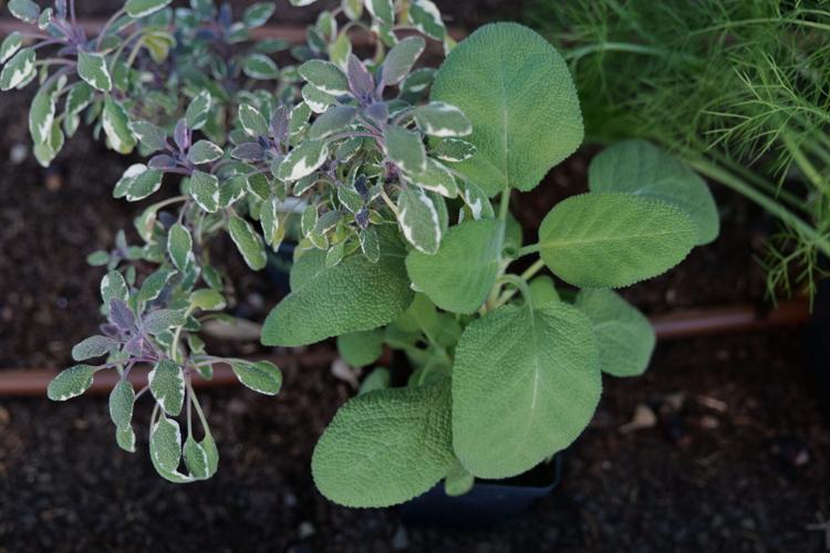 Plant cool-season herbs to kick up your holiday cooking | Entertainment ...