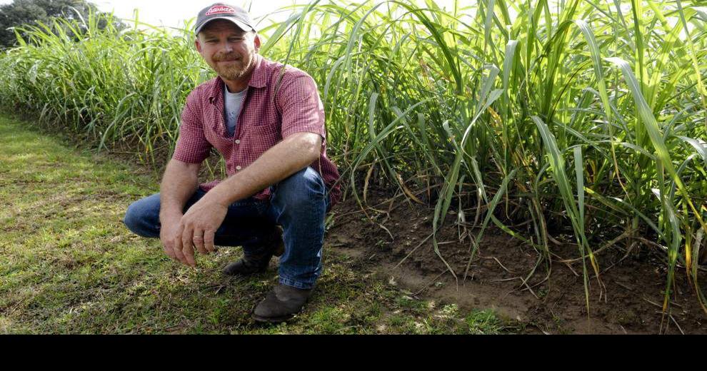 Syrup with soul: how old family recipe from Louisiana cane country ...