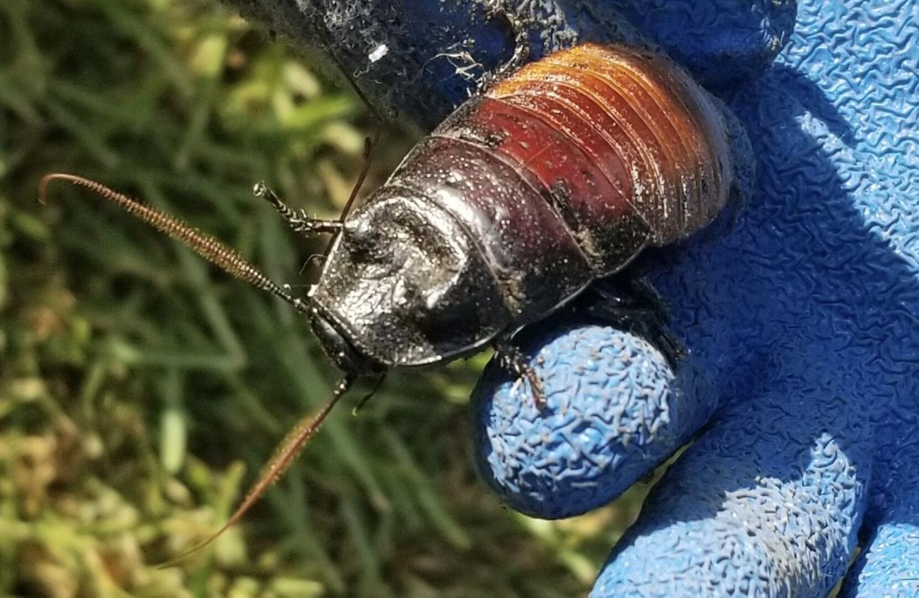 Kenner couple captures giant cockroach: Read all about it | Jefferson ...
