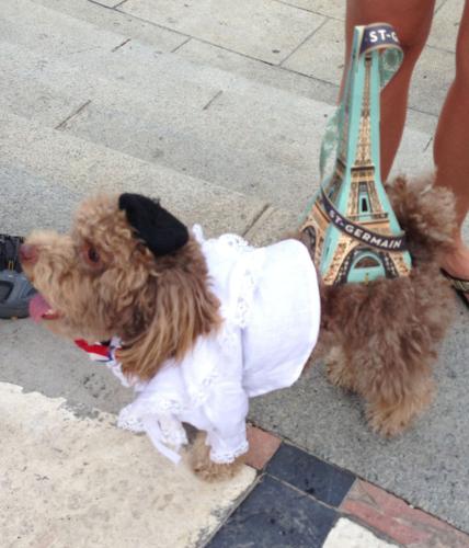 Bastille Day Fete French Dog Contest barks up the right tree | Parties ...