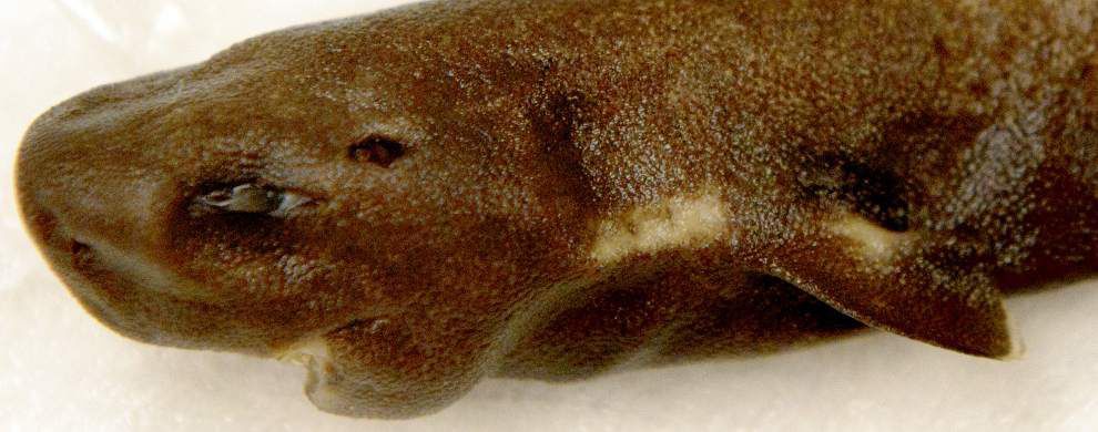 Rare pocket shark returns to Louisiana after globe-trotting tour | News ...