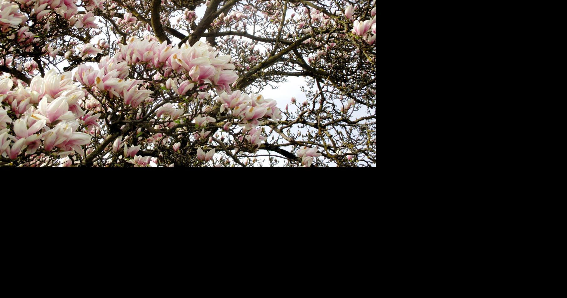 Safety should win out in decision on cutting down magnolia | Home ...