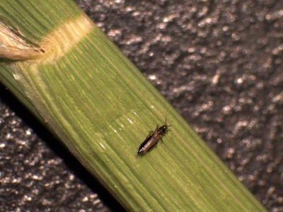 gladiolus leaf problems