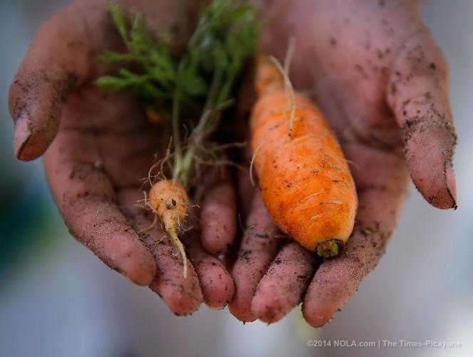 Bayou Lacombe Middle School students tend to their garden | Home/Garden ...