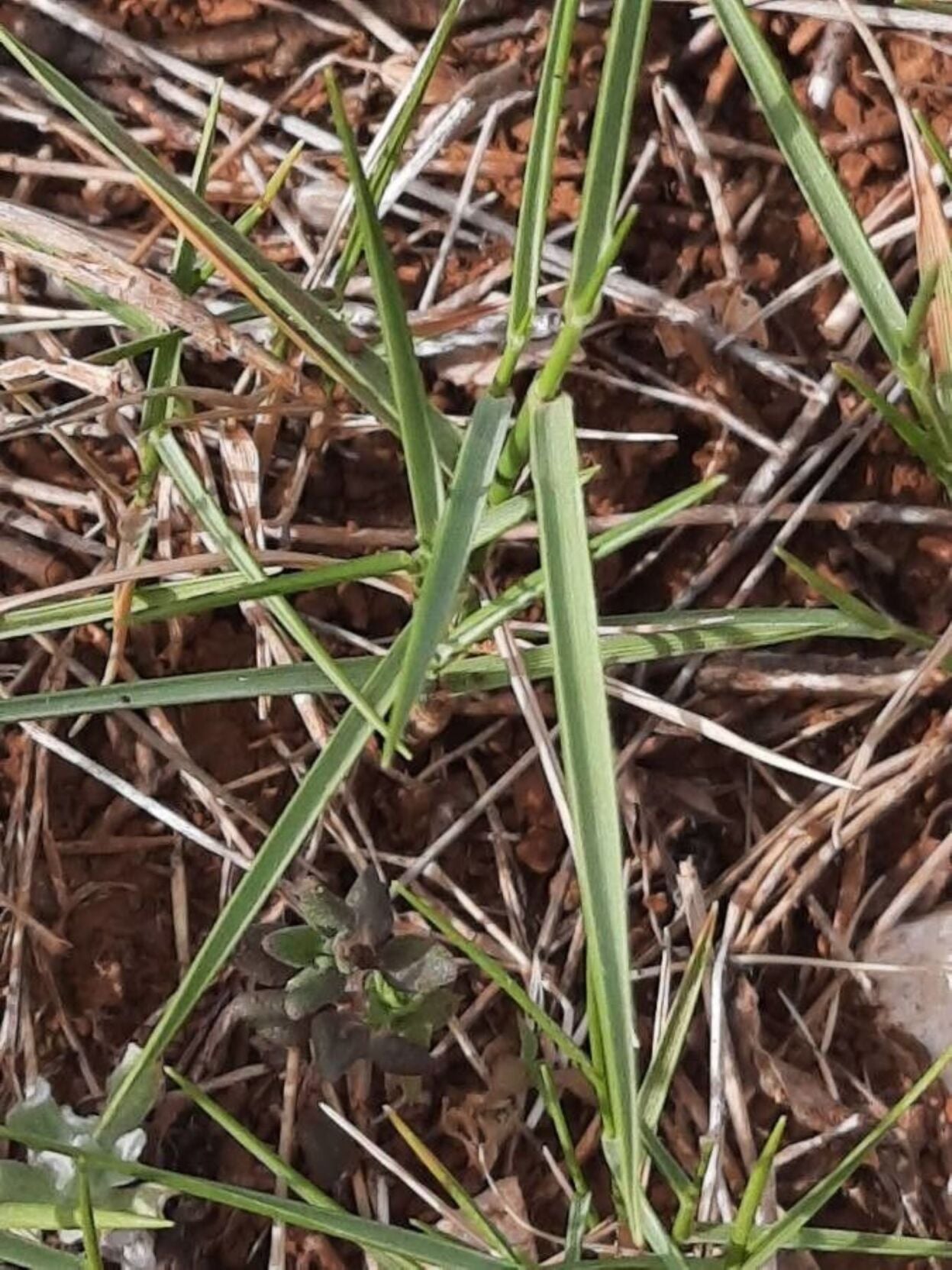 Turf war: Settle in for a long battle against torpedograss | Home ...