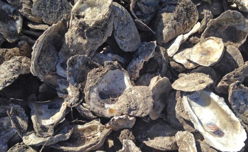 Tons of recycled oyster shells from New Orleans area restaurants could ...