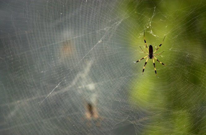 7 scary-looking garden creatures that actually are harmless | Home ...