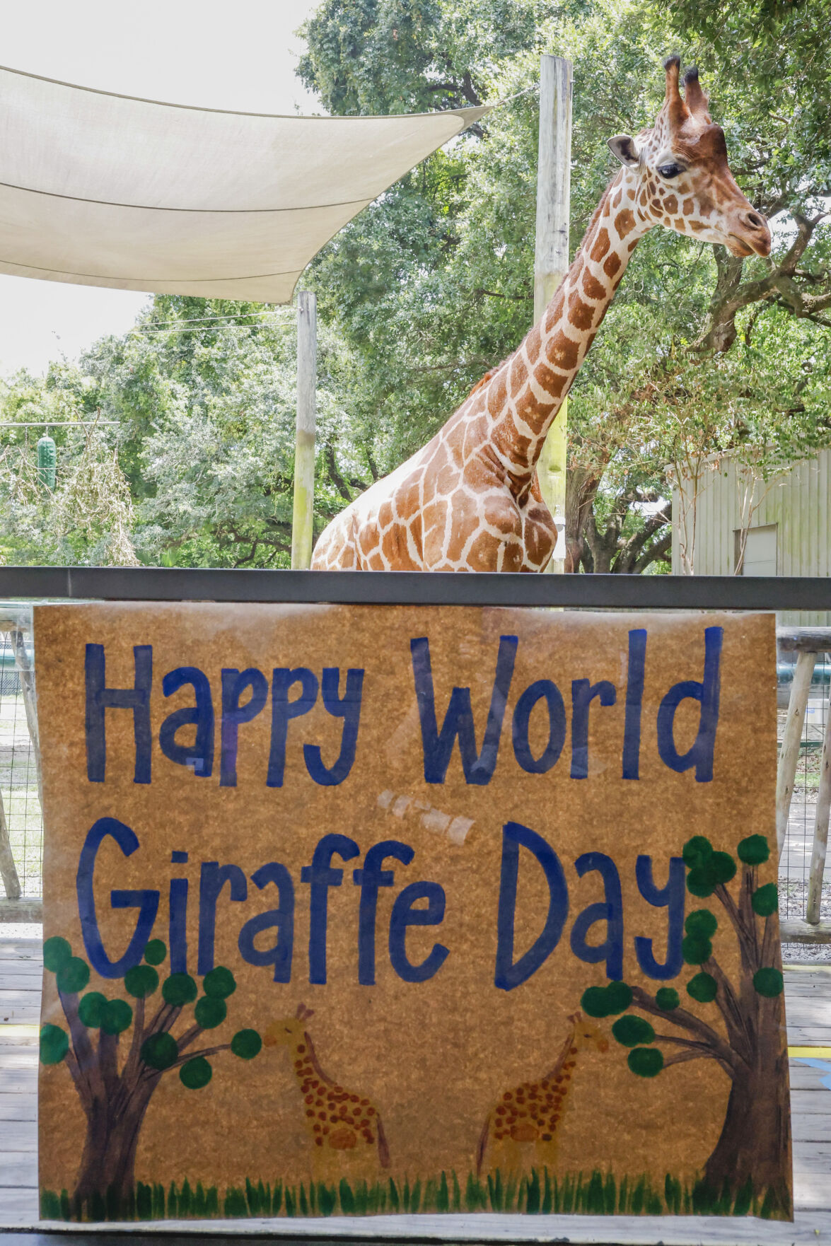 Photos: Audubon Zoo celebrates World Giraffe Day | Photos | nola.com