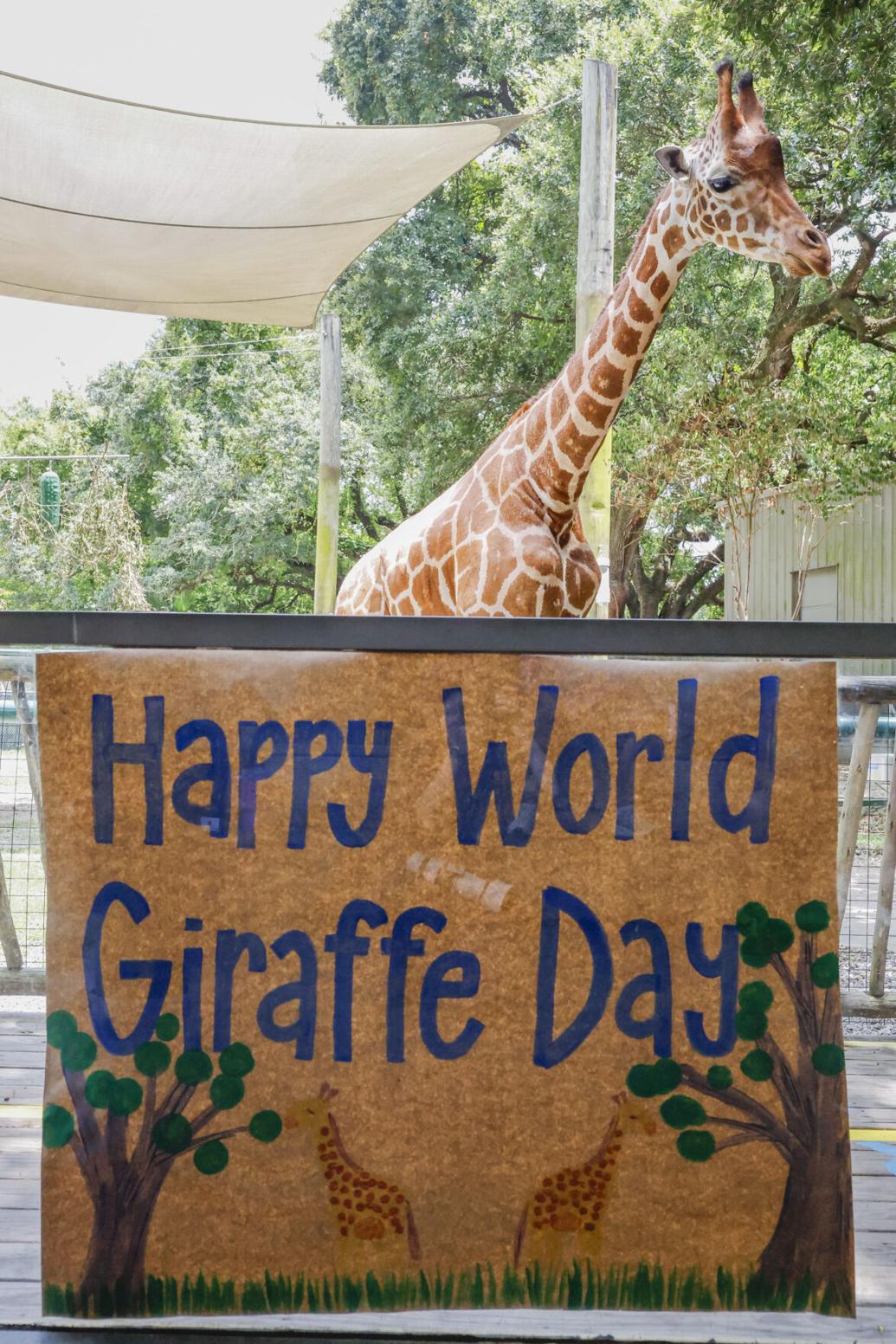 Photos: Audubon Zoo celebrates World Giraffe Day | Photos | nola.com