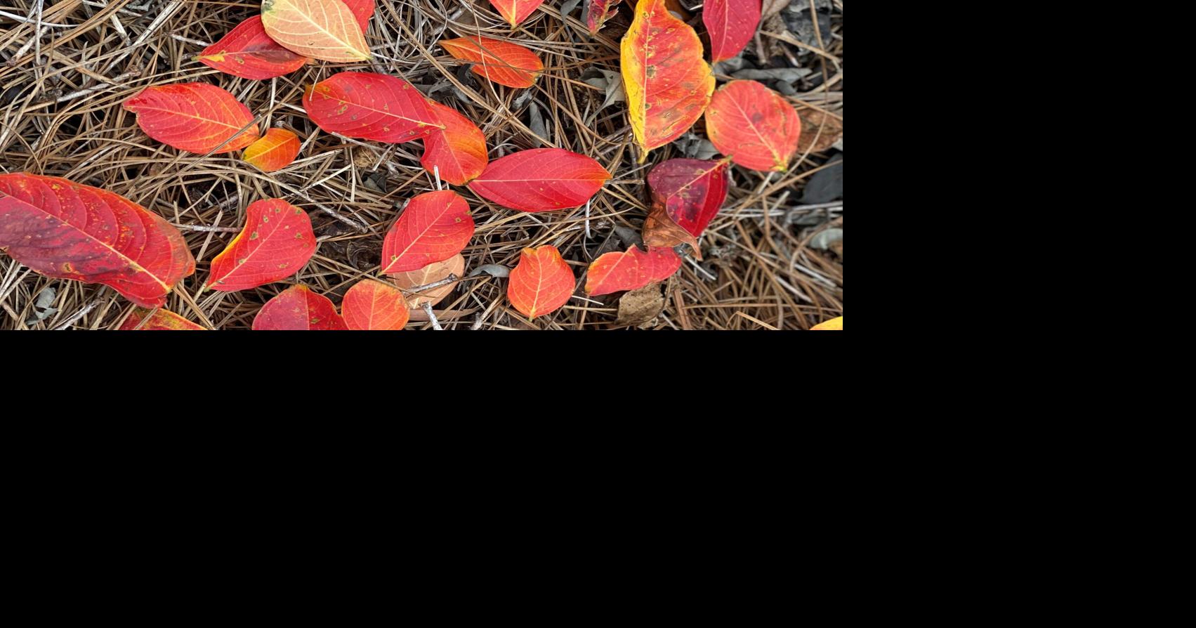 Why is fall color from crape myrtles so lovely this year? Dan Gill ...