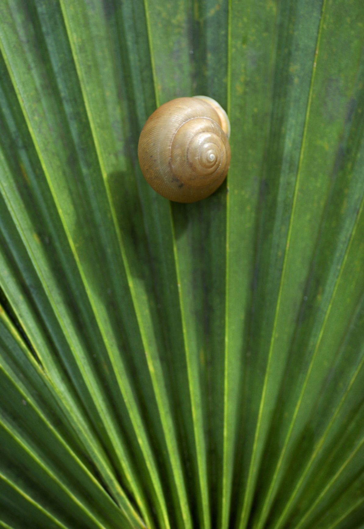 Snails and slugs are common, and icky, pests | Home/Garden | nola.com