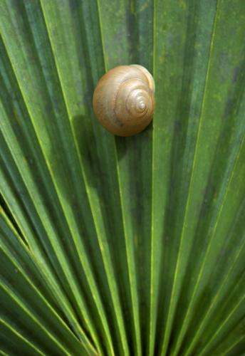 Snails and slugs are common, and icky, pests | Home/Garden | nola.com