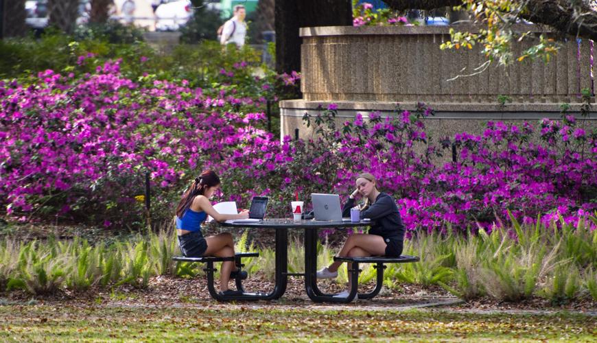 Dan Gill on moving salvia, pruning azaleas and testing soil | Home ...