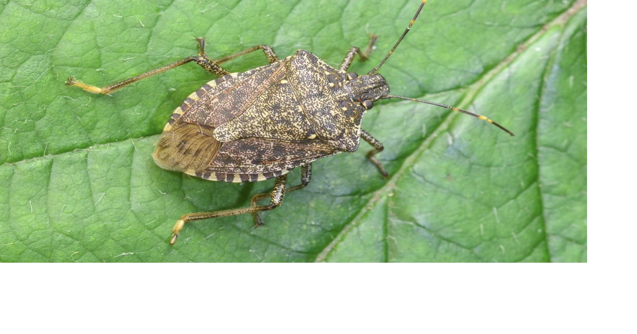 Tips for stink bug pest control, removal in Louisiana | News | nola.com