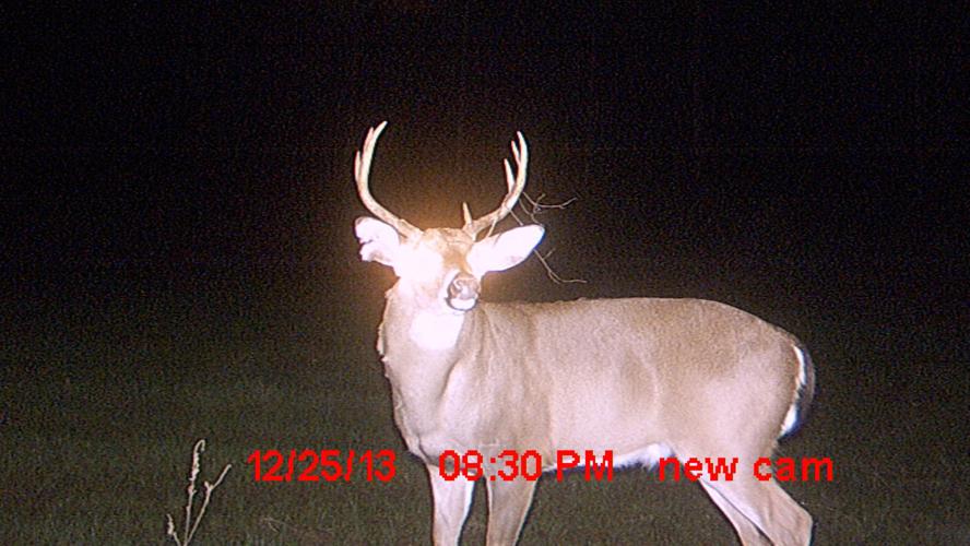New Orleans hunter says new feed crucial for producing trophy buck ...