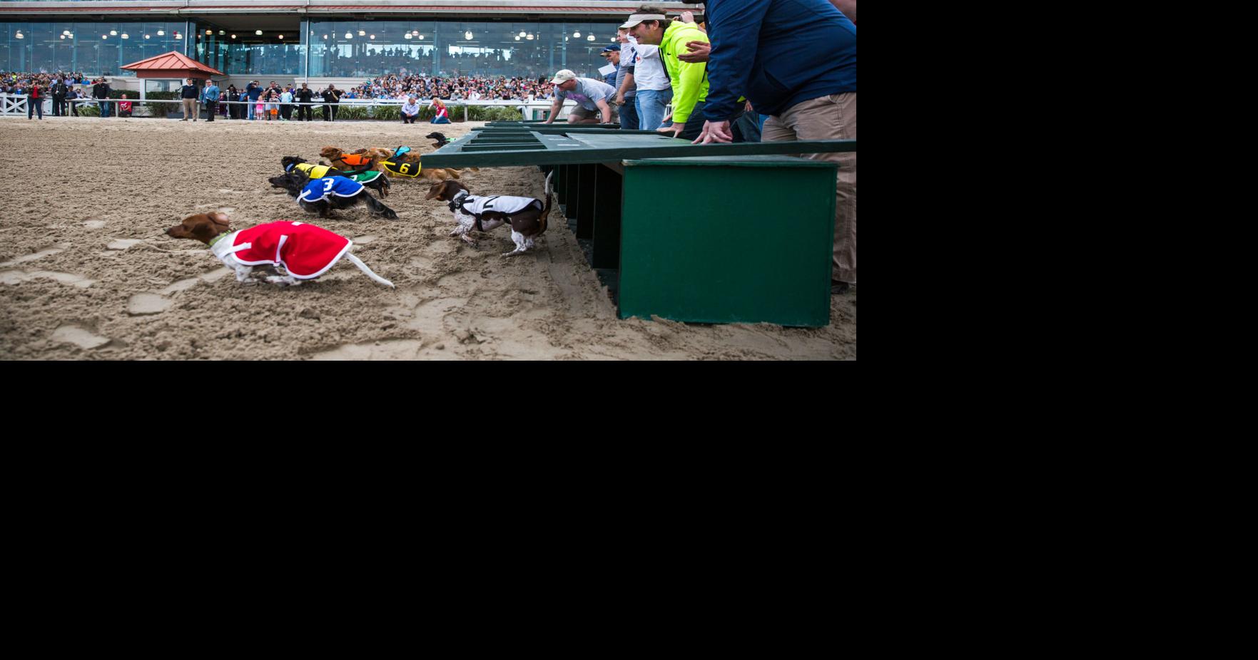 Photos: Wiener dog races at the Fair Grounds | Photos | nola.com