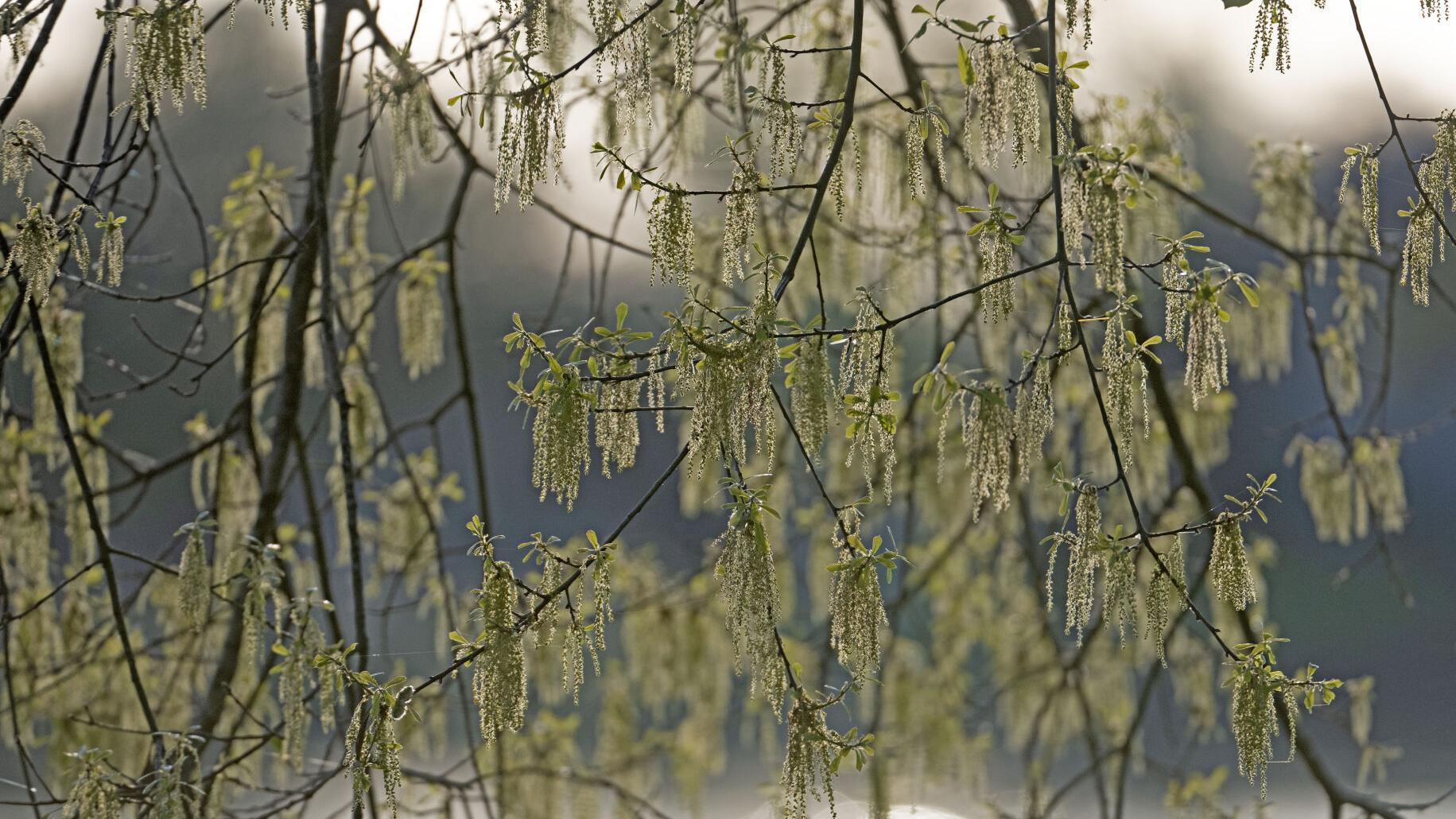 oak tree spring pollen