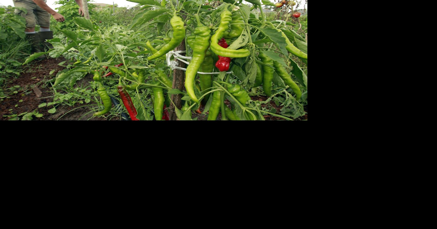 Cross-pollination between sweet peppers and hot peppers won't affect ...