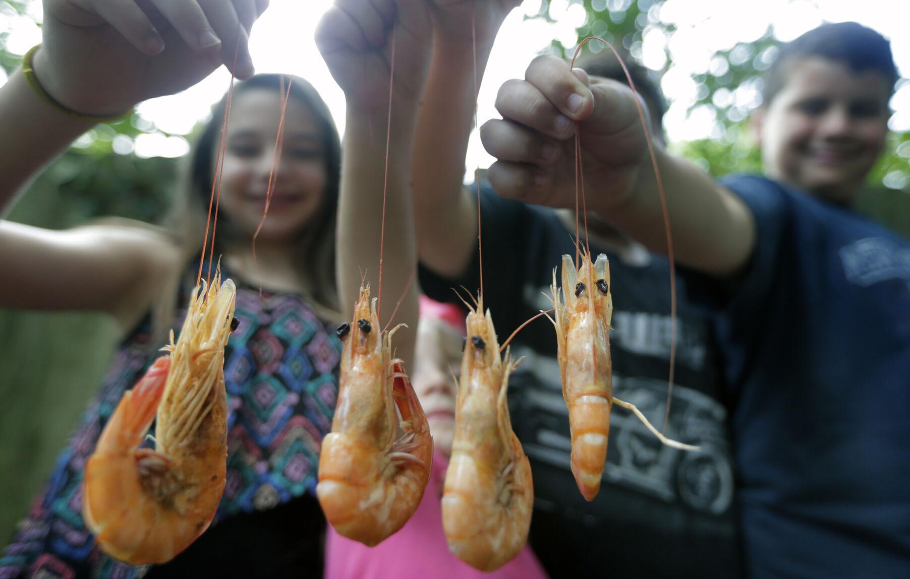 Louisiana shrimp should be celebrated like crawfish | Where NOLA Eats ...