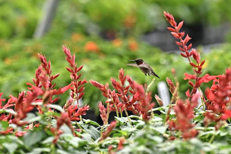 Dan Gill on moving salvia, pruning azaleas and testing soil | Home ...