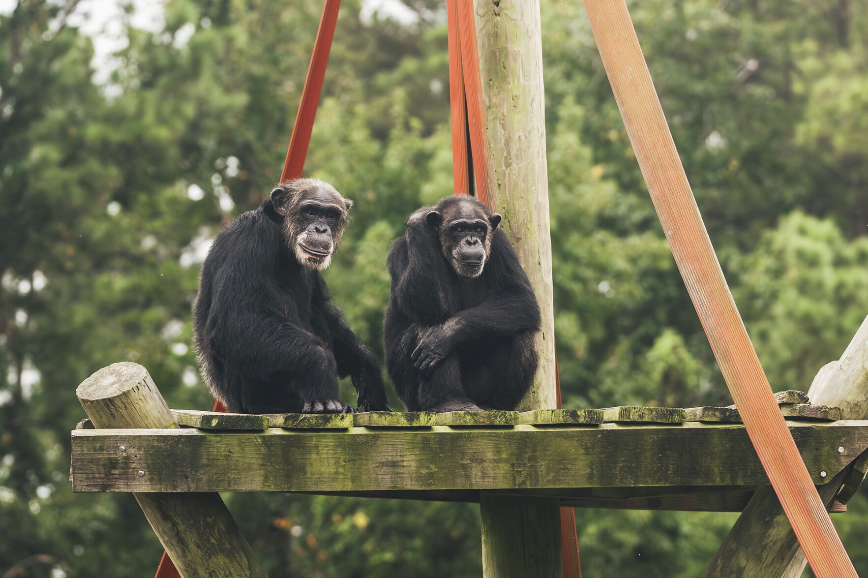 Louisiana's Chimp Haven will house retired research chimps | News ...