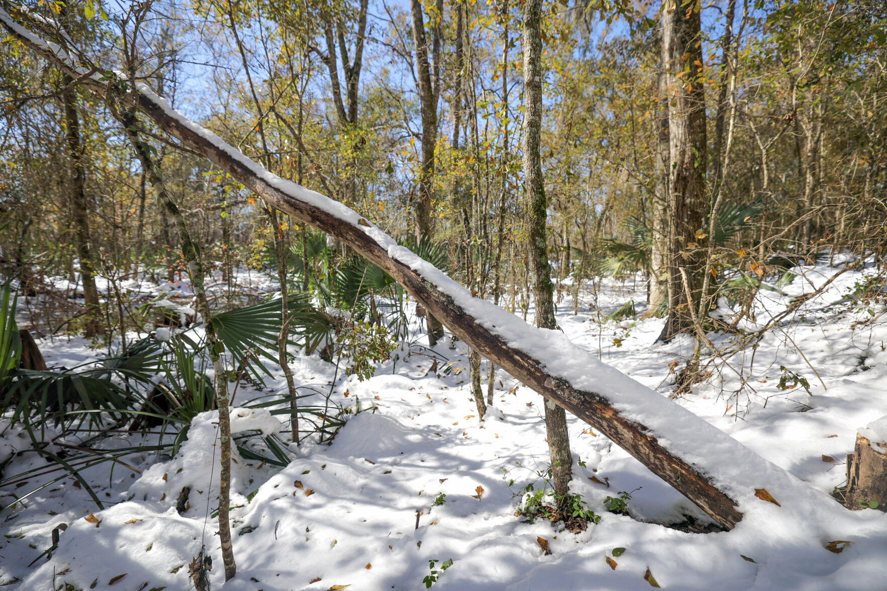 Louisiana's swamps won't be harmed by the cold and snow | Environment ...