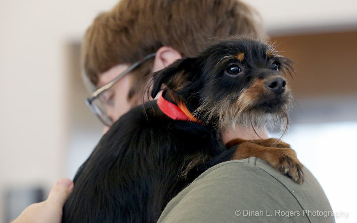 LA/SPCA partners with NOPD for special pet adoption event | Archive ...