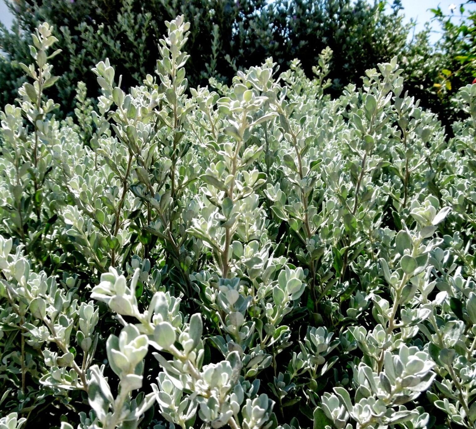 Shrubs that add a touch of silver-gray to the garden | Home/Garden ...
