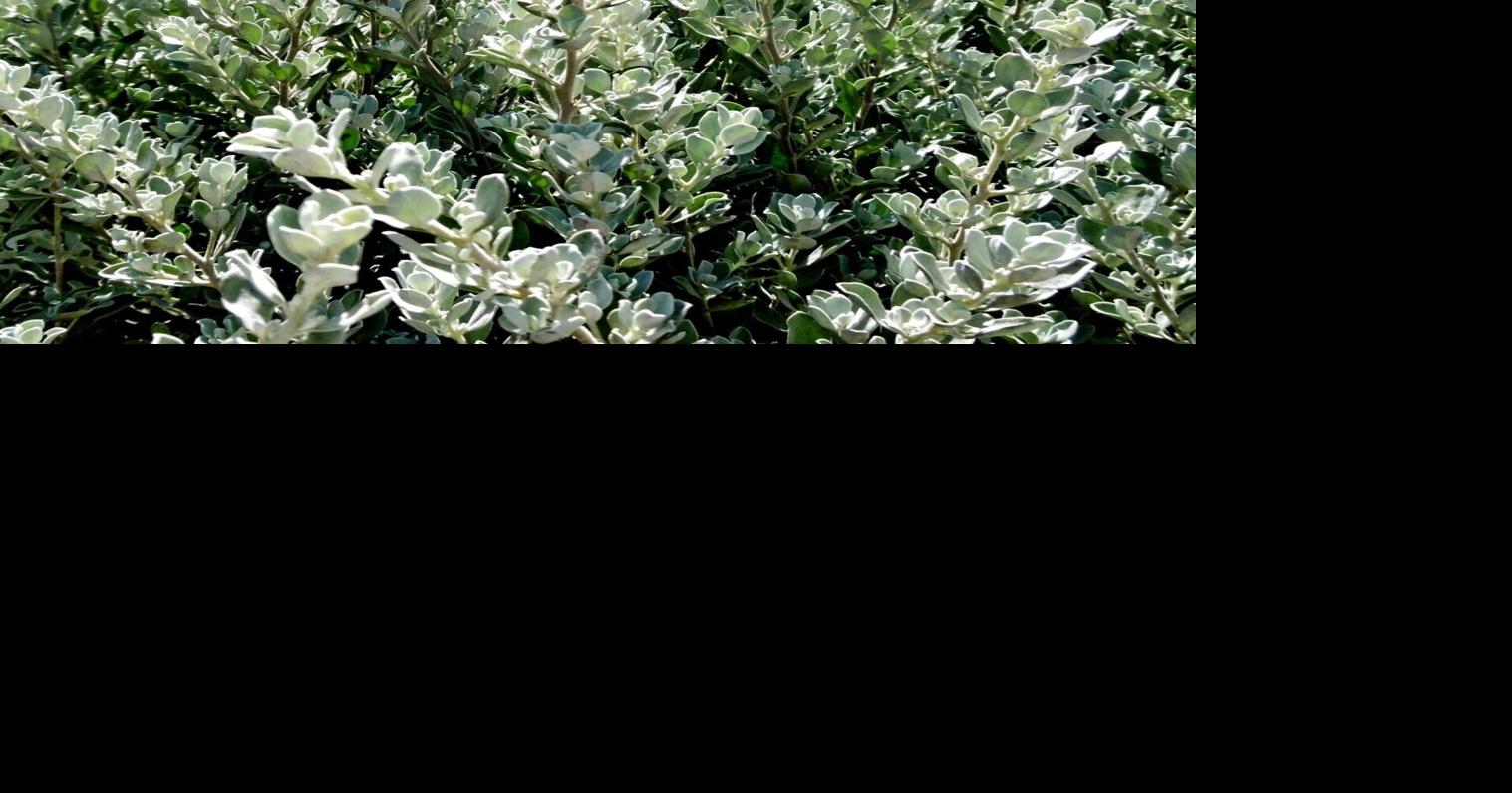 Shrubs that add a touch of silver-gray to the garden | Home/Garden ...