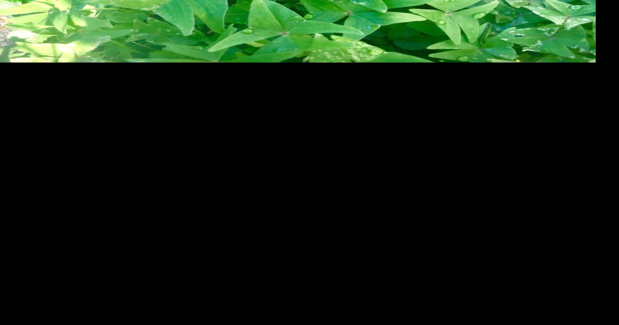 Garden advice: Oxalis weed is a scourge of lawns, and repeated ...