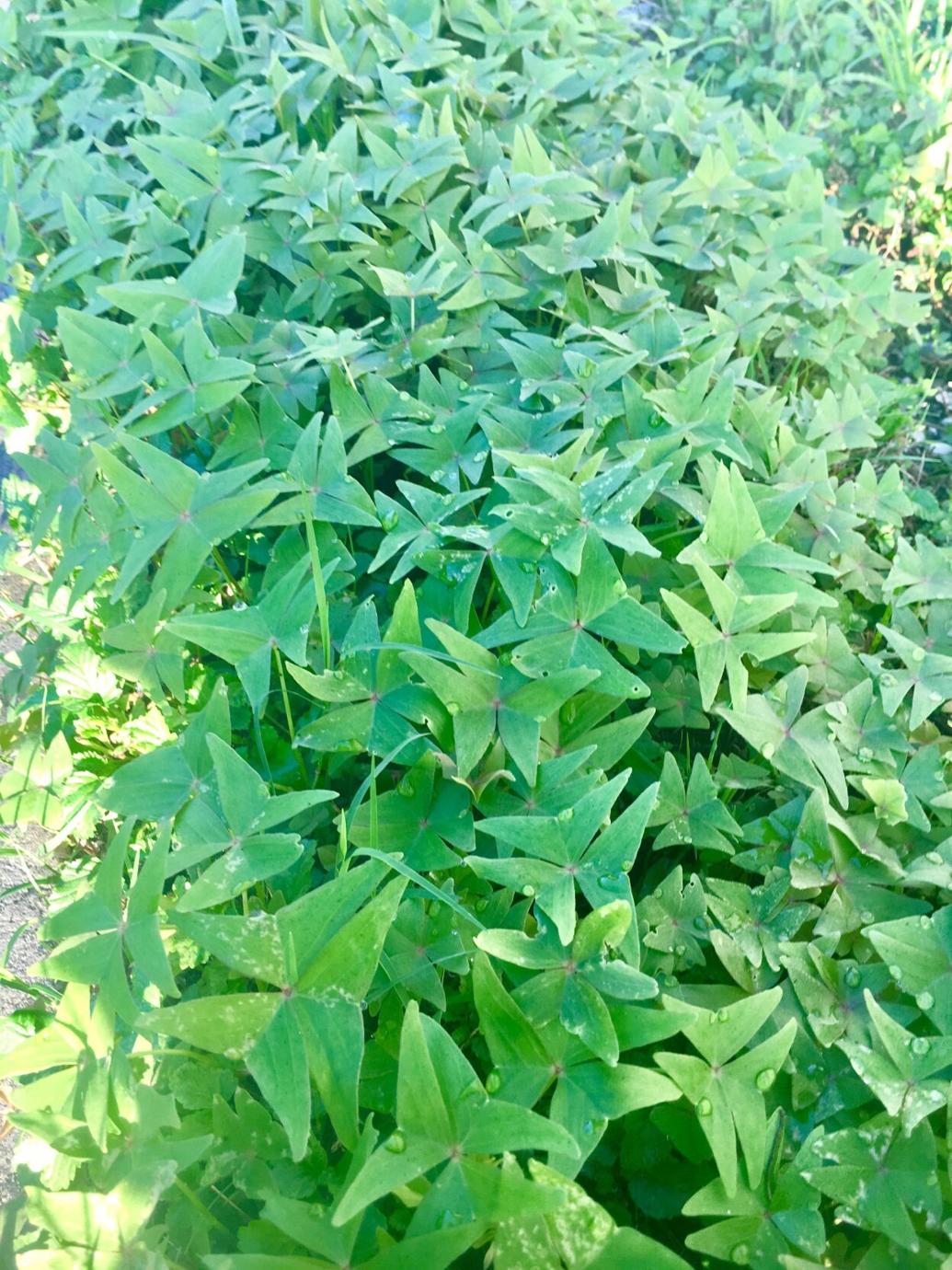 Garden advice: Oxalis weed is a scourge of lawns, and repeated ...