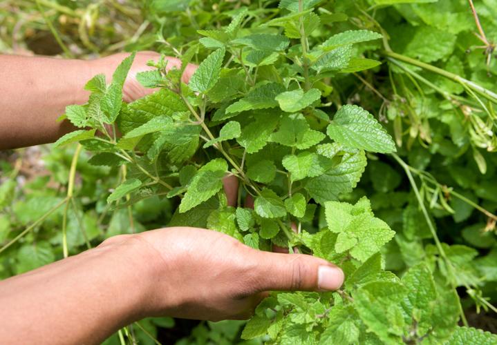 Herbs and vegetables of the African diaspora grow at Longue Vue, with ...