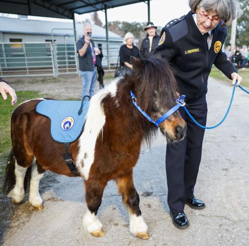Where to catch Patch the mini NOPD horse for Mari Gras | Crime/Police ...