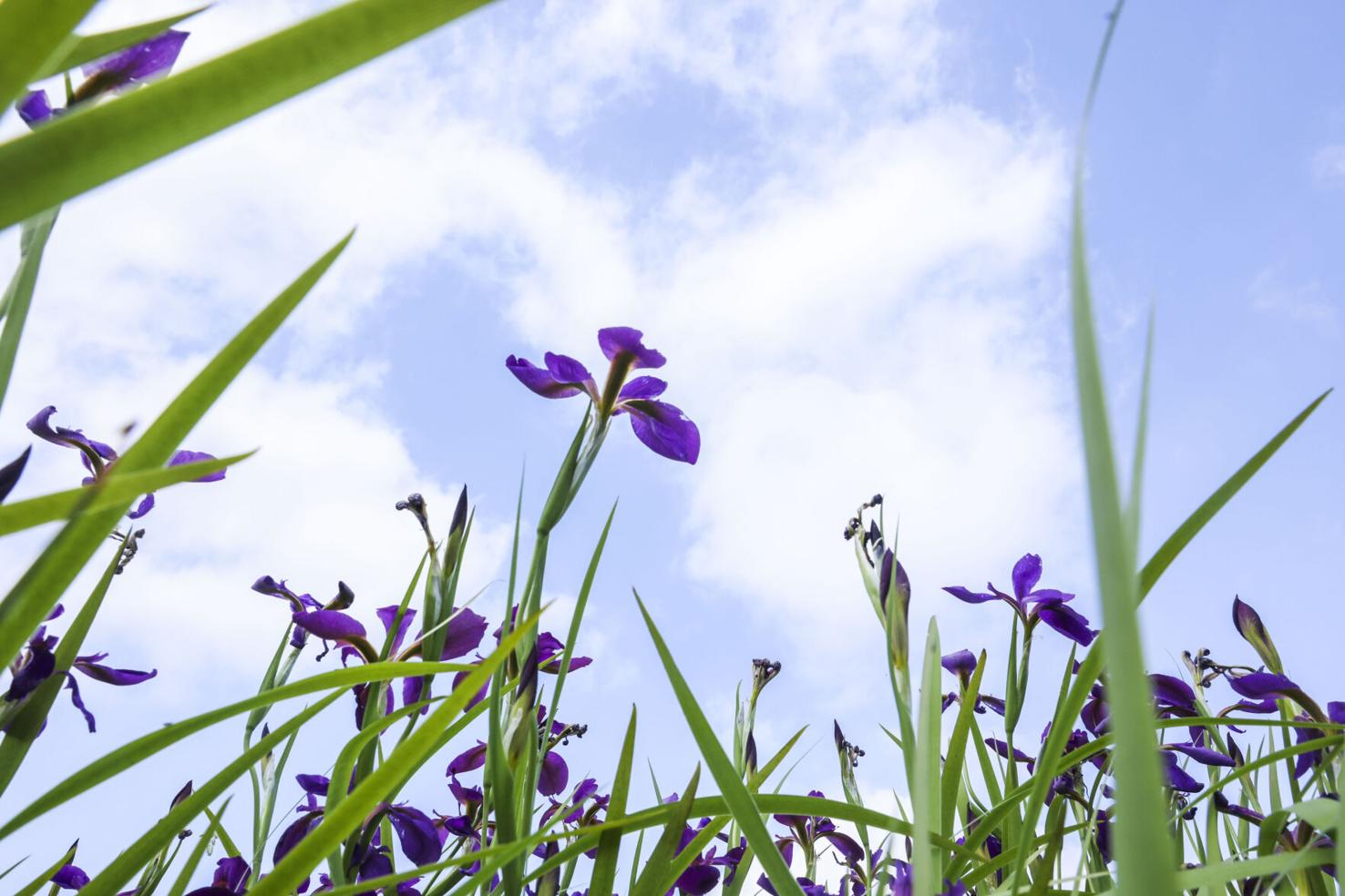 How to create your own Louisiana native plant garden | Environment ...