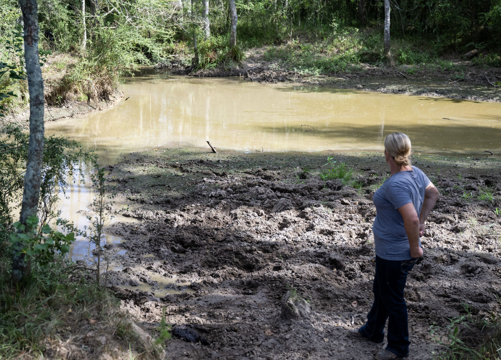 Scorching weather taking toll on Louisiana ranchers, farmers ...